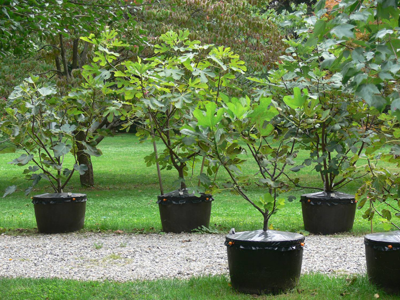 Exotic Fruit Trees: Turkish Fig Tree