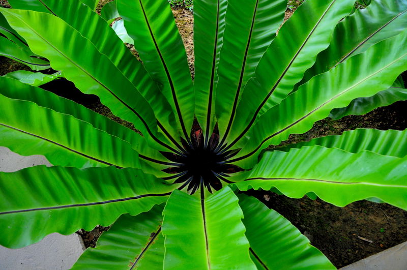 Indoor Plants: Fern - Bird Nest - Large